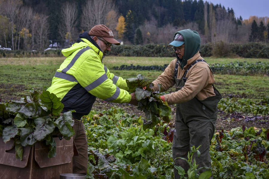 Black Farmers Sow the Seeds for the Future - In These Times