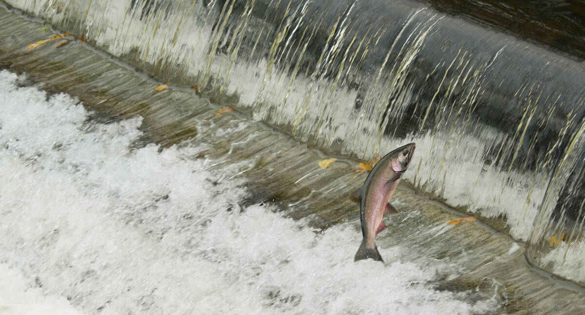 Salmon or Dams? The U.S. Might Finally Pick Salmon. - In These Times