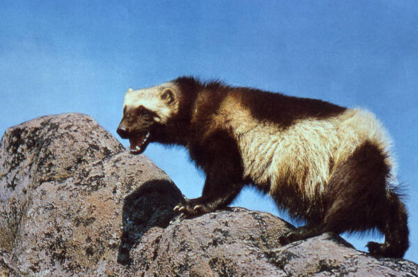 There Are Only 300 Wolverines Left in the Lower 48. Why Won’t the ...