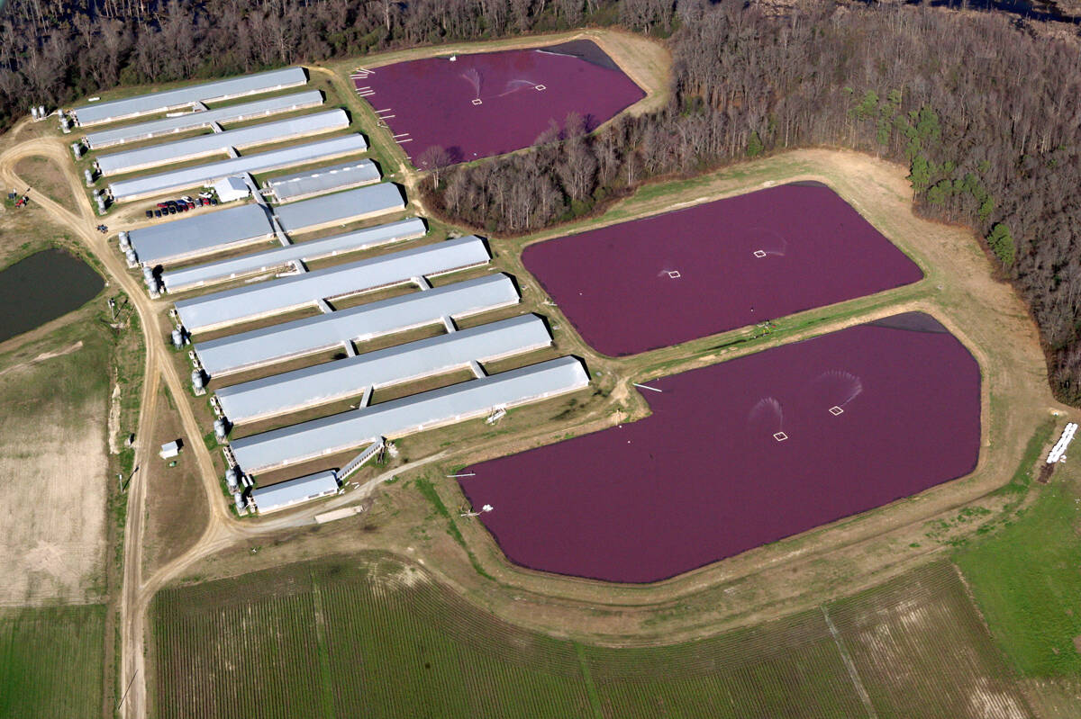 These Poop Lagoons Can Poison Waterways, but Regulation Is Patchy - In ...