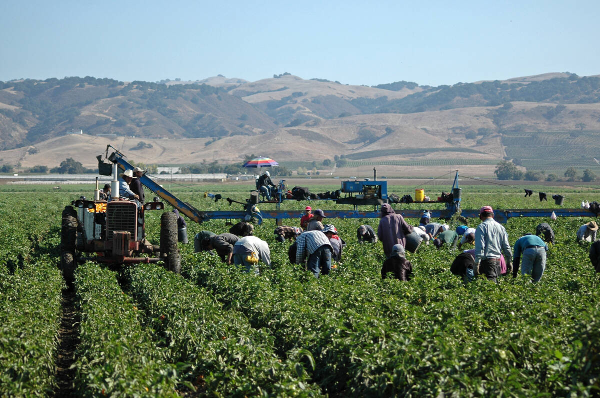 They Pick Food All Day, But Many Farmworkers Go to Sleep Hungry - In ...