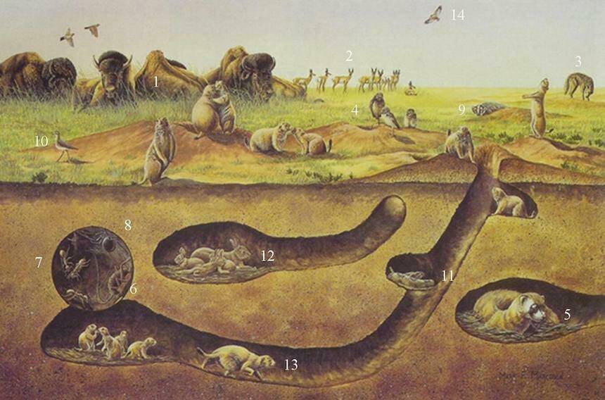 Beneficial Wildlife: The Unsung Heroes of a Balanced Farm Ecosystem ...